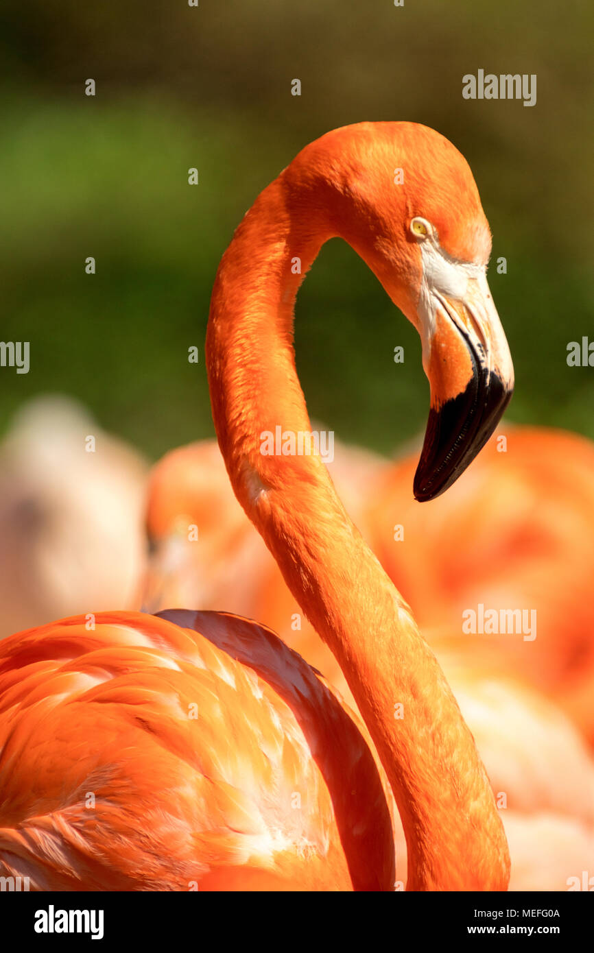 The portrait of the pink flamingo. The detail of the head of the bird ...