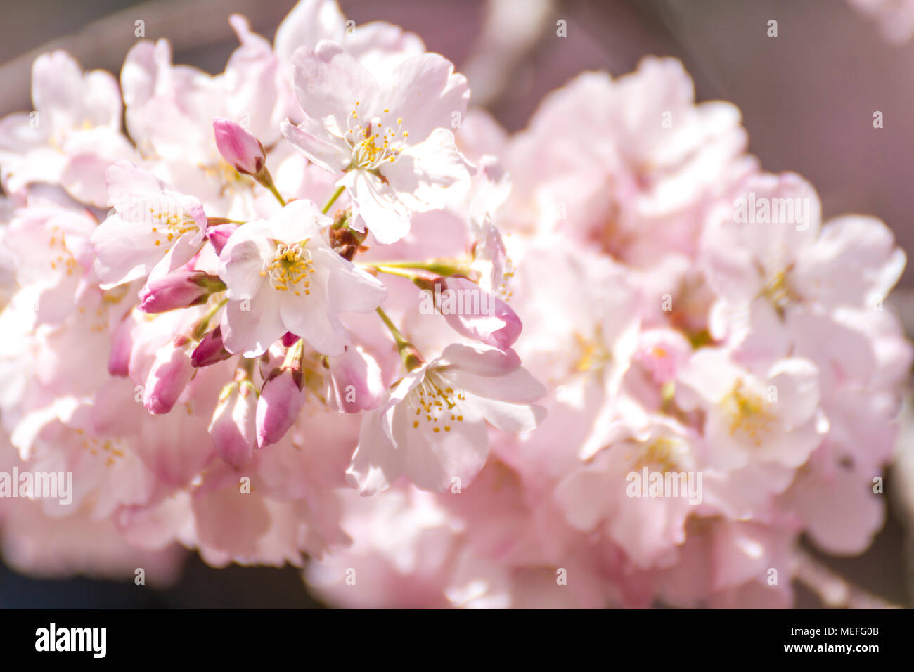 Cherry blossoms in peak bloom at the National Mall and Tidal in ...