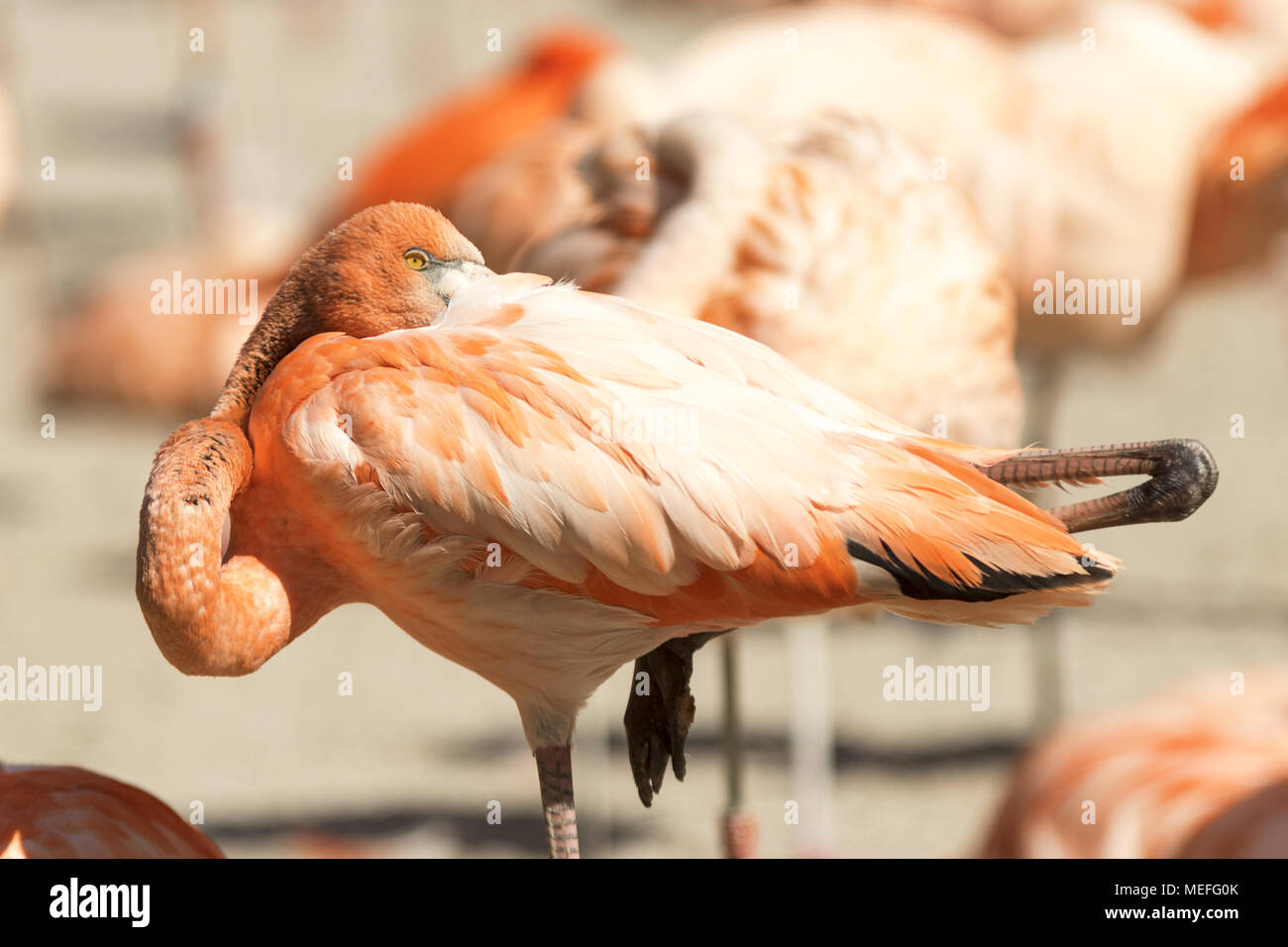 The portrait of the pink flamingo. The detail of the head with the the ...