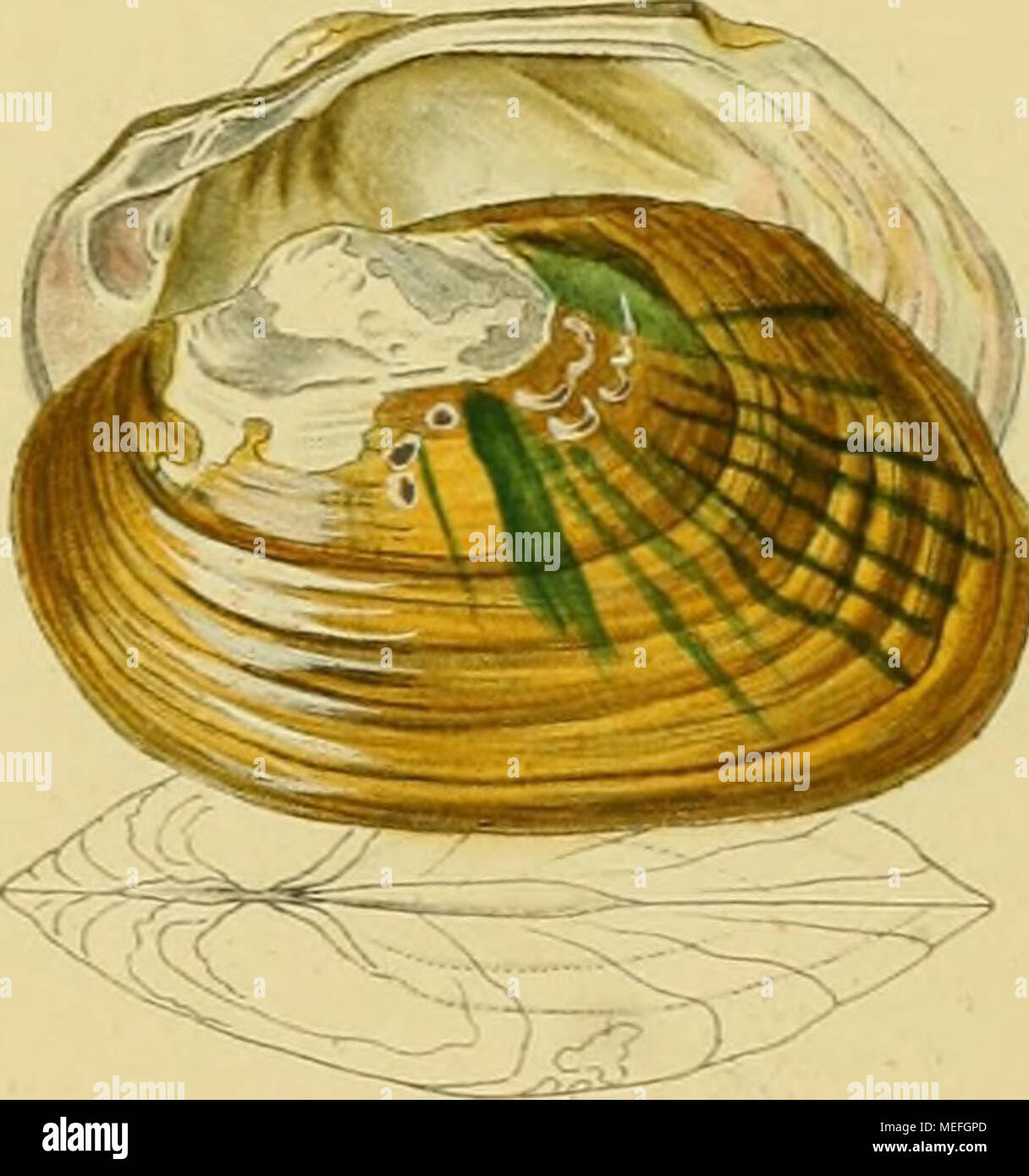 . Die Flussperlmuscheln (Unio et Hyria.) in Abbildungen nach der Natur ...