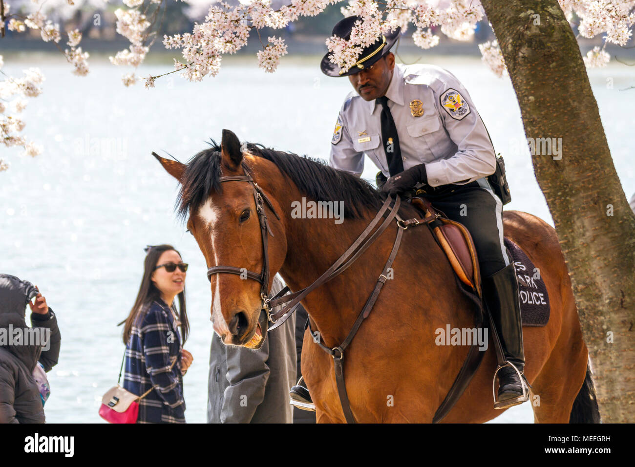 A National Park Ranger patrols the National Mall amidst cherry blossoms ...