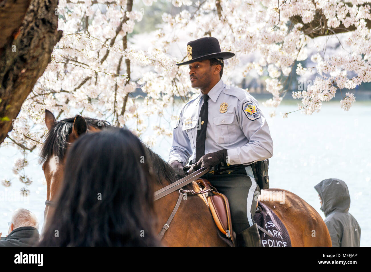 A National Park Ranger patrols the National Mall amidst cherry blossoms ...
