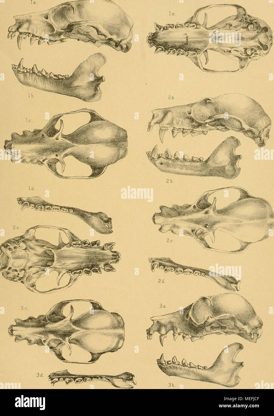Samoensis hi-res stock photography and images - Alamy