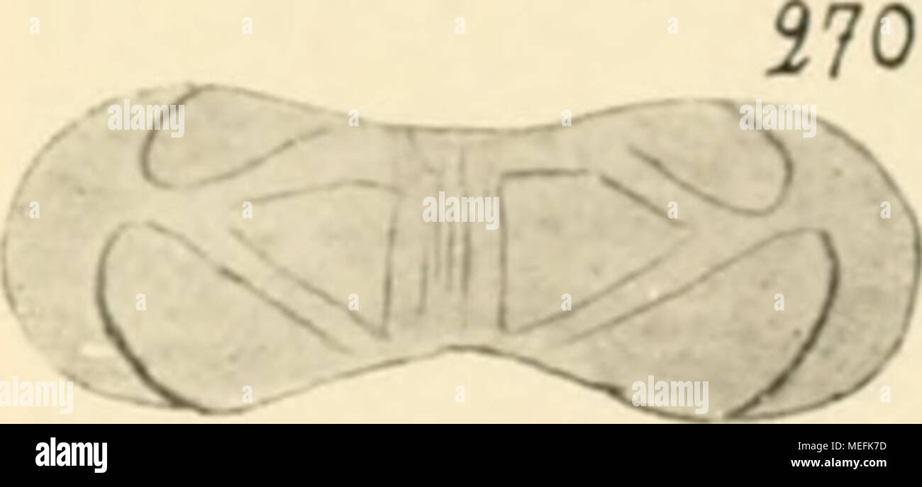 . Die fichtenkäfer Finnlands . Auctoi dcl. 265—267. Monochamus ...