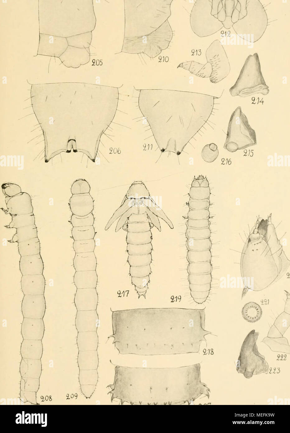 Zilora hi-res stock photography and images - Alamy