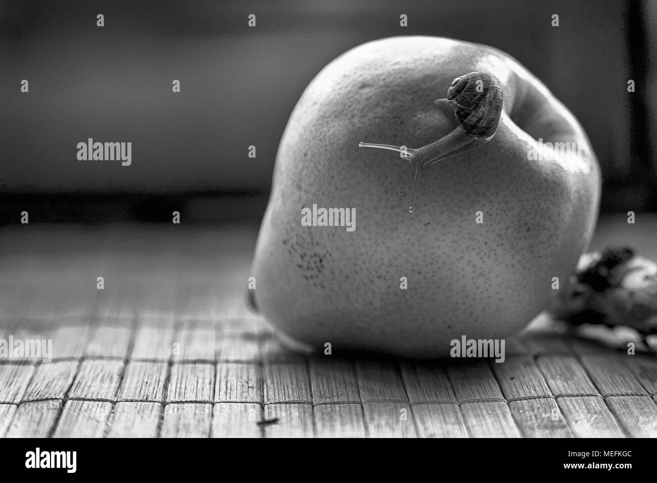 Snail sitting on green pear close-up animal background Stock Photo - Alamy