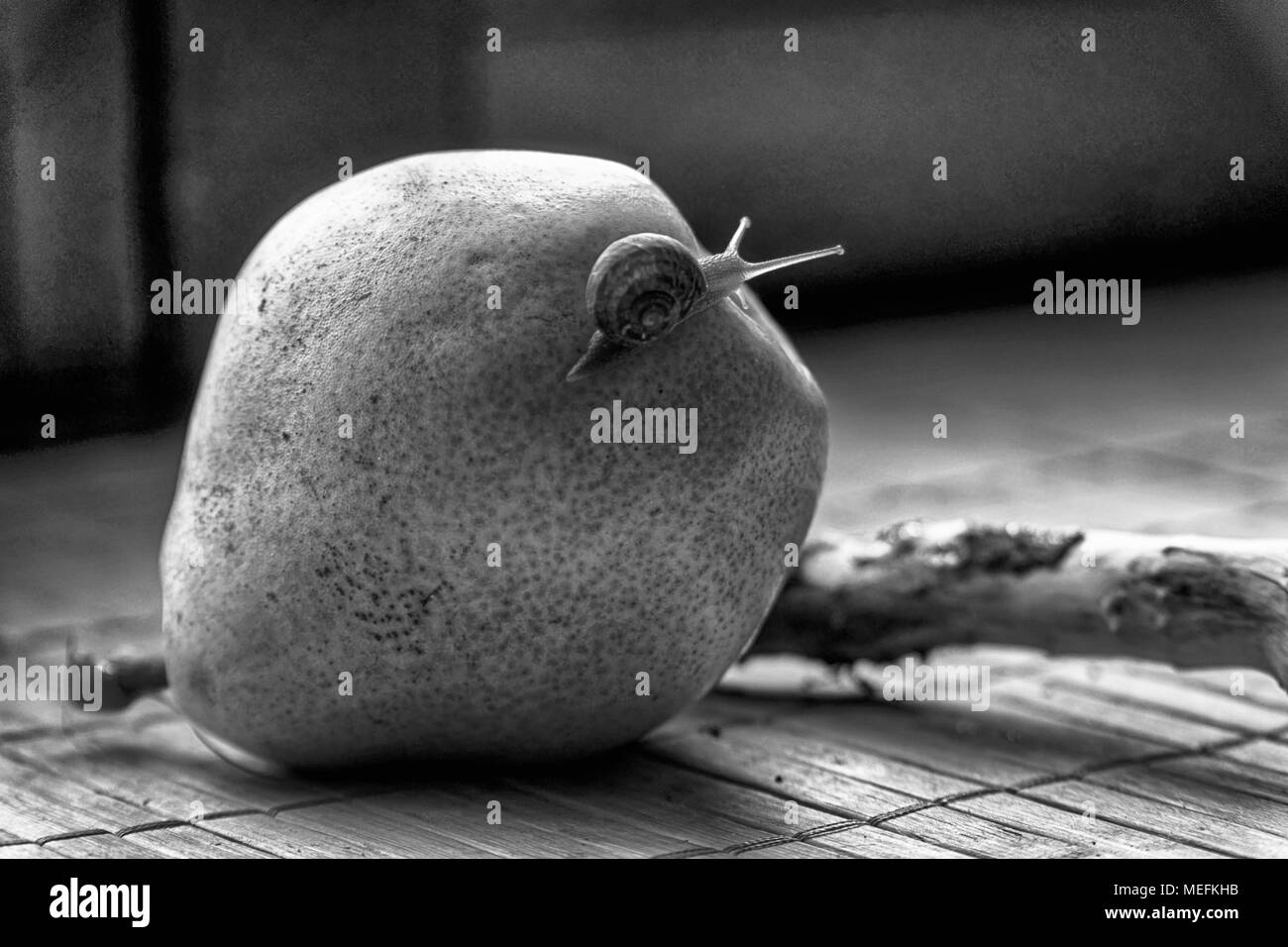 Snail sitting on green pear close-up animal background Stock Photo - Alamy