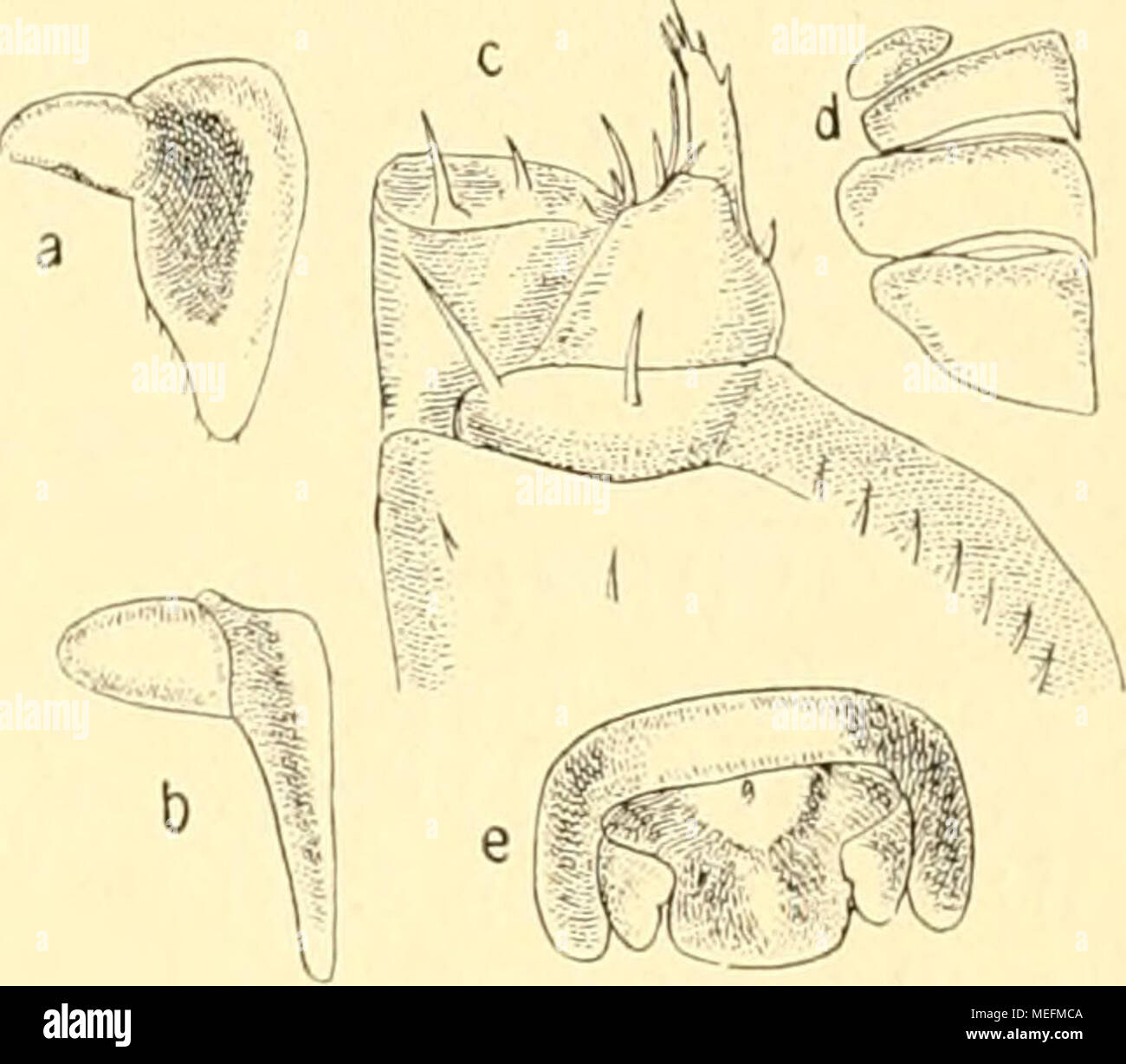 Fortius hi-res stock photography and images - Alamy