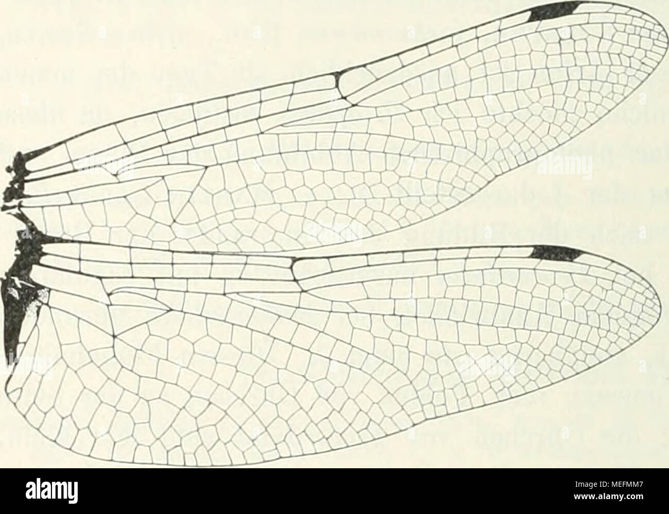 . Die Fauna Südwest-Australiens; Ergebnisse, hrsg. von W. Michaelsen ...