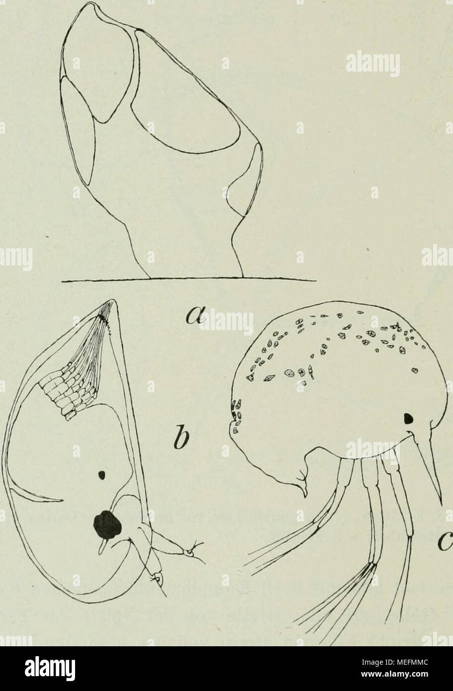 . Die Fauna Südwest-Australiens; Ergebnisse, hrsg. von W. Michaelsen ...