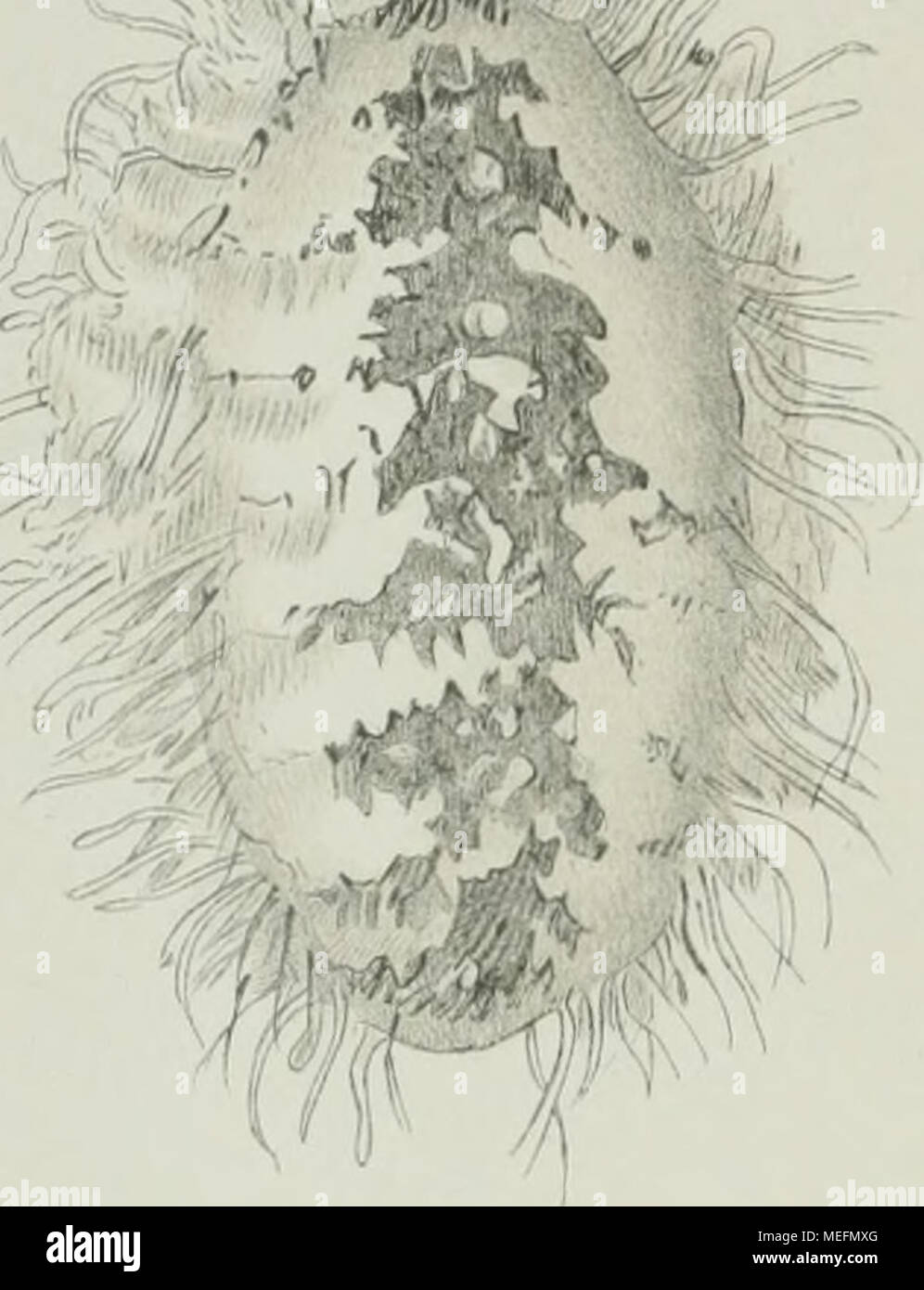 . Die Fauna Südwest-Australiens; Ergebnisse, hrsg. von W. Michaelsen ...