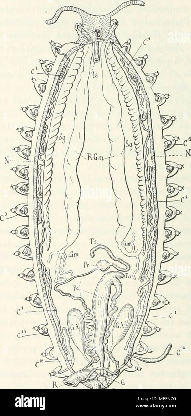 . Die Fauna SÃ¼dwest-Australiens; Ergebnisse, hrsg. von W. Michaelsen ...