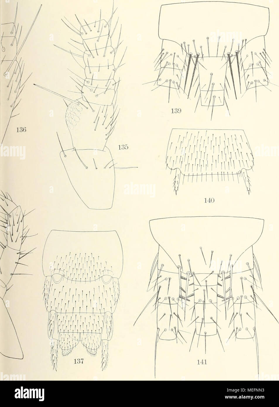 . Die Fauna Südwest-Australiens; Ergebnisse, hrsg. von W. Michaelsen ...