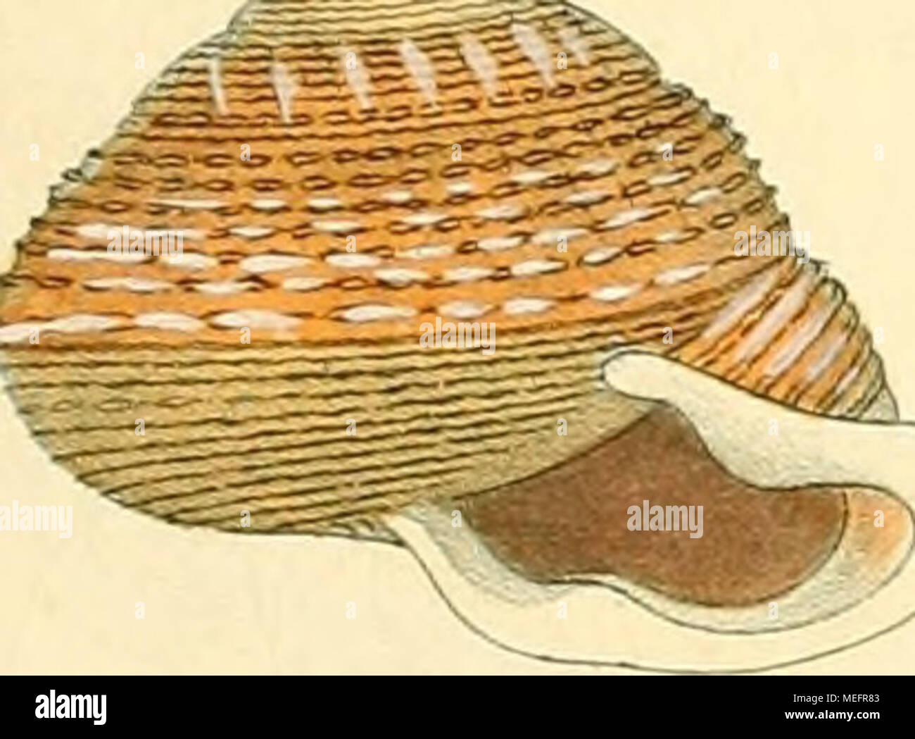 . Die Familie der Helicinidae . 19 ^ 20 //'////' Stock Photo - Alamy