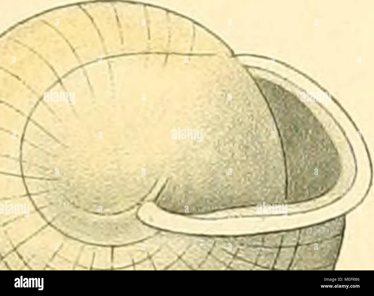 . Die Familie der Helicinidae Stock Photo - Alamy