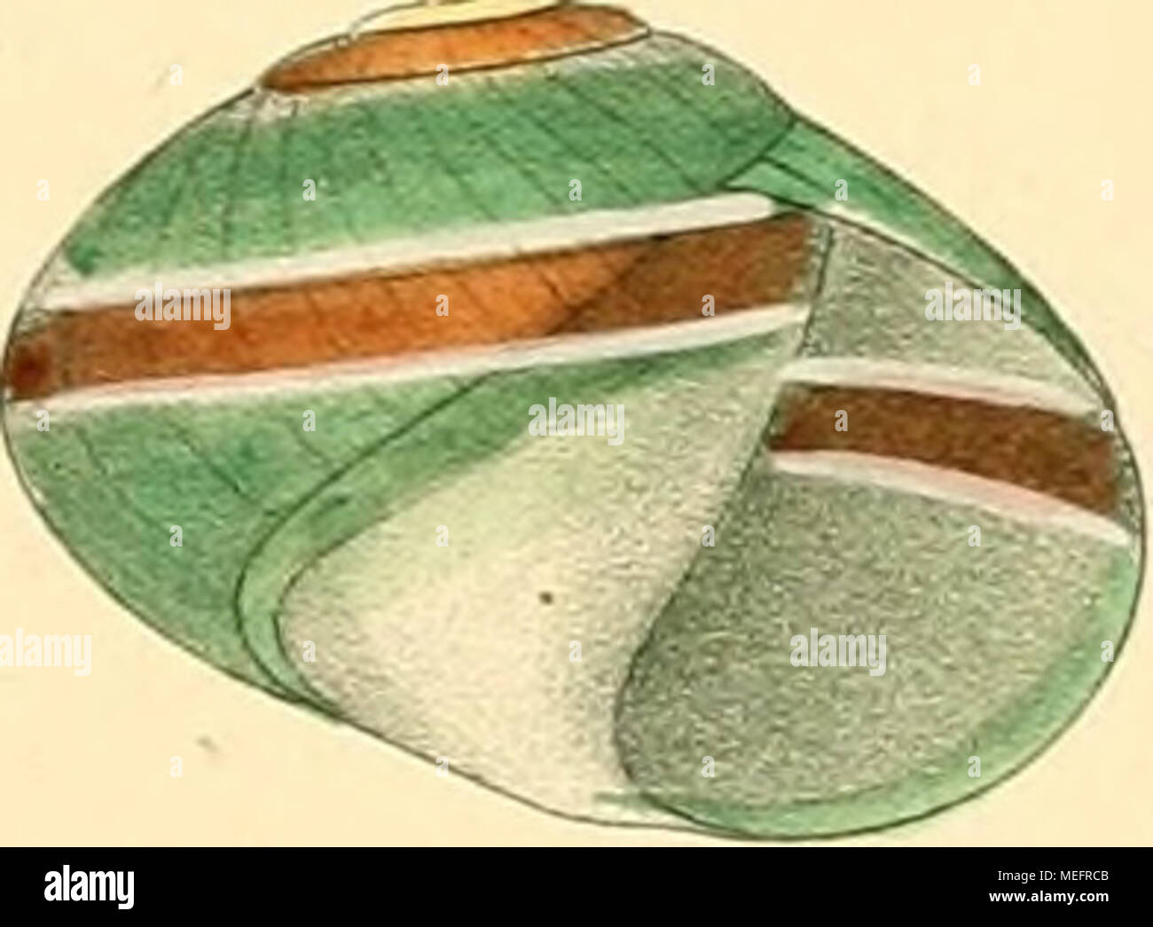. Die Familie der Helicinidae Stock Photo - Alamy