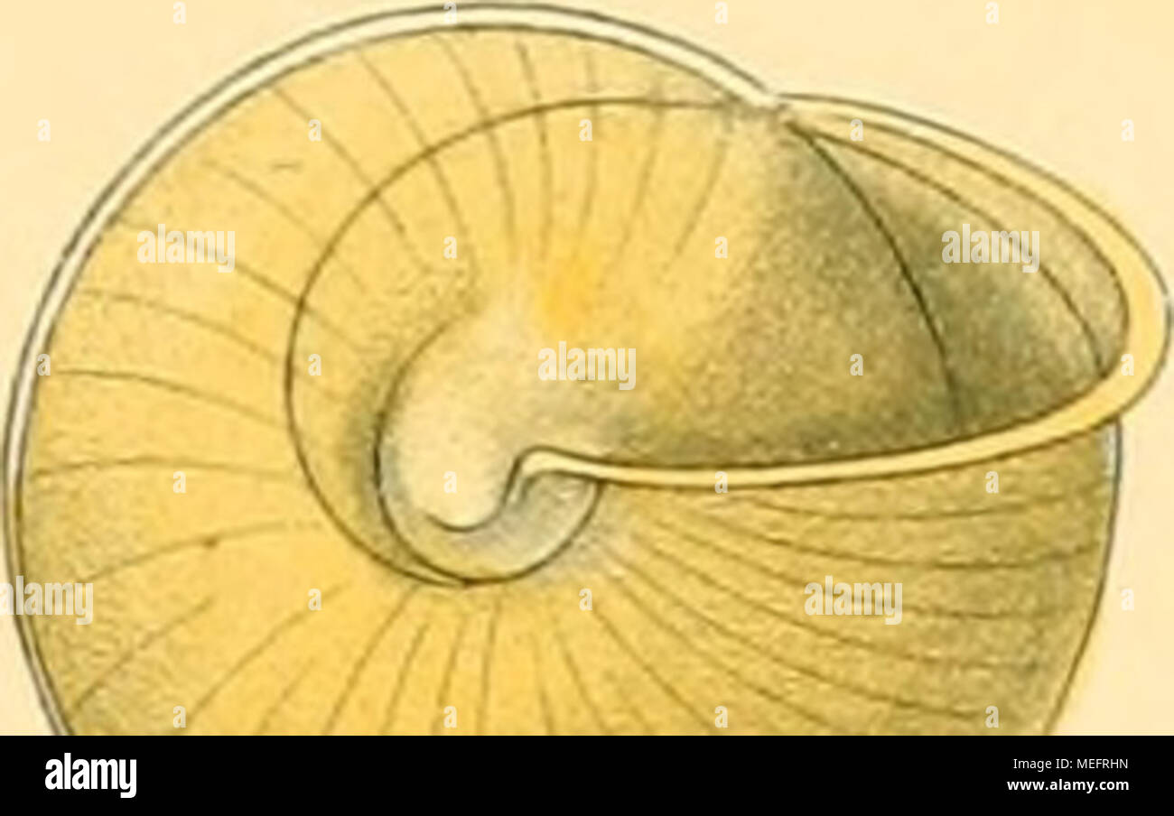 . Die Familie der Helicinidae . €• Stock Photo - Alamy