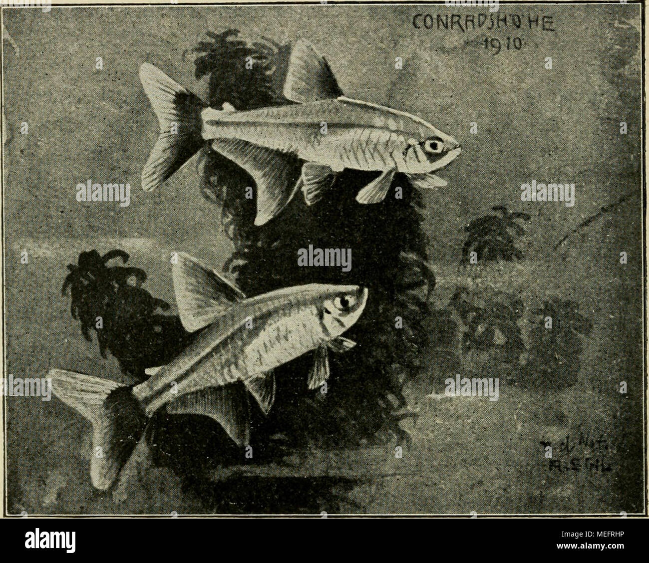. Die exotischen zierfische in wort und bild . Tetragonopteriis ...