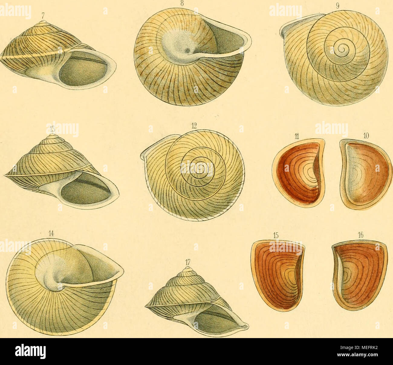 . Die Familie der Helicinidae Stock Photo - Alamy