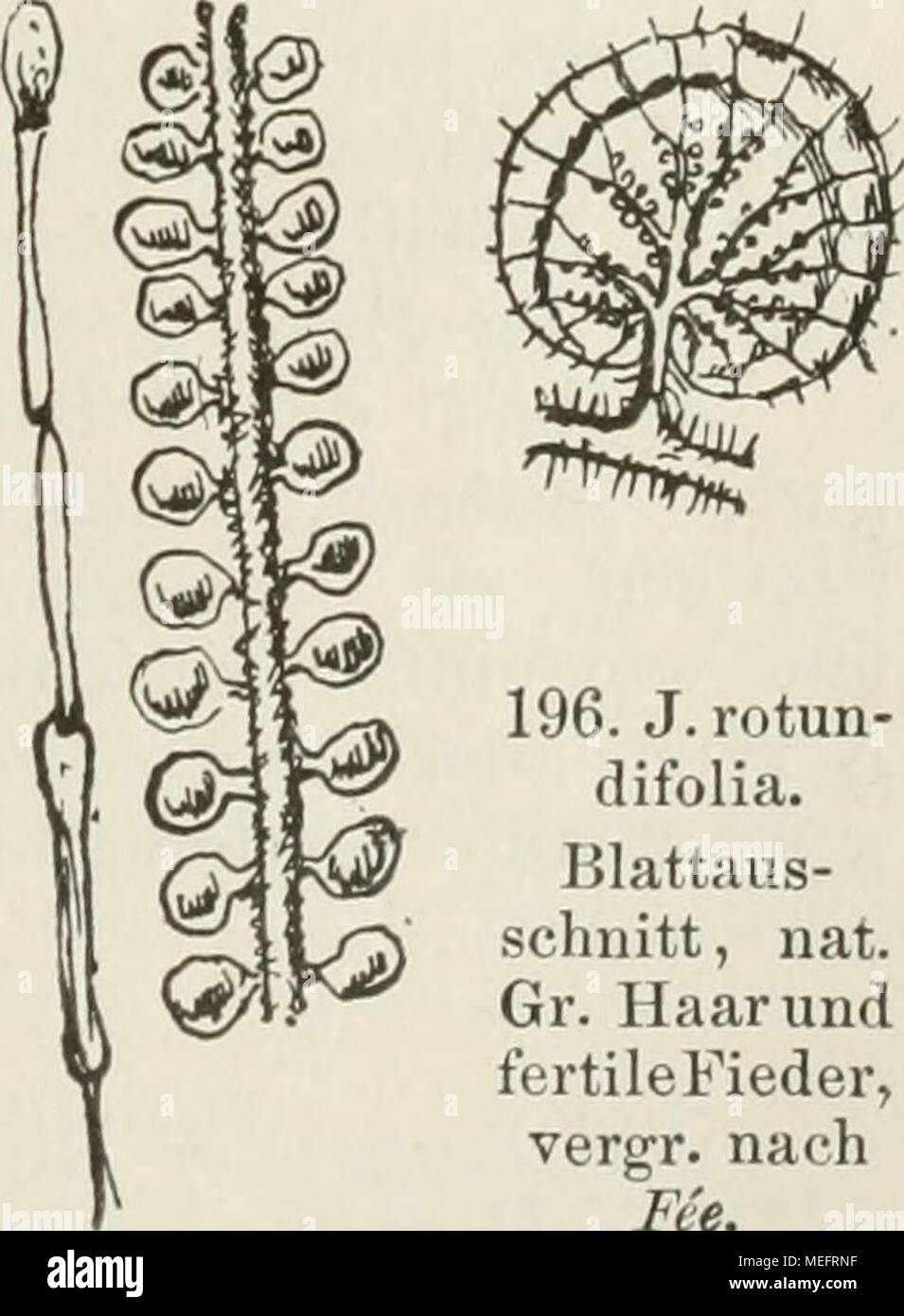 Rotun hi-res stock photography and images - Alamy