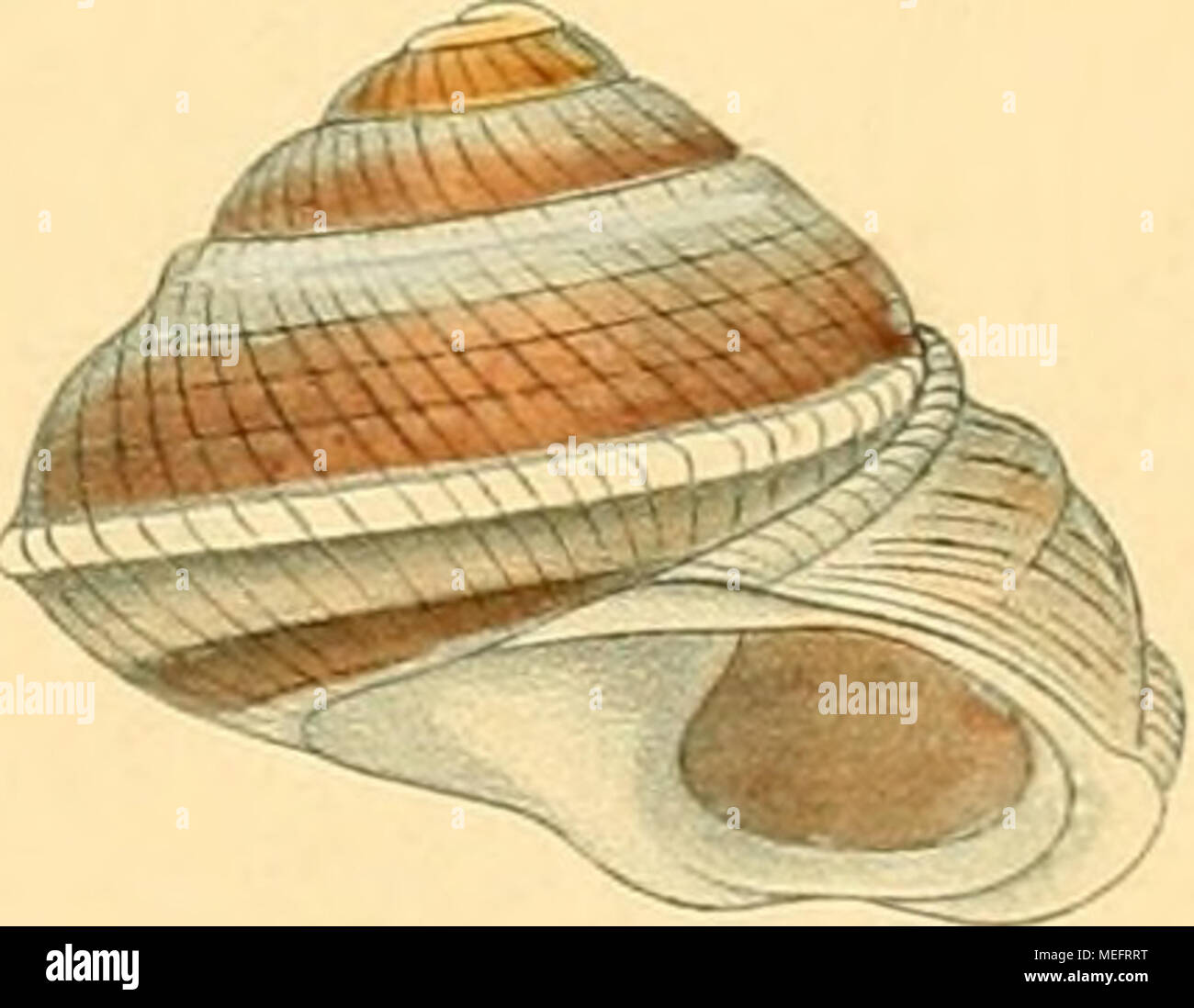 Helicinidae hi-res stock photography and images - Alamy