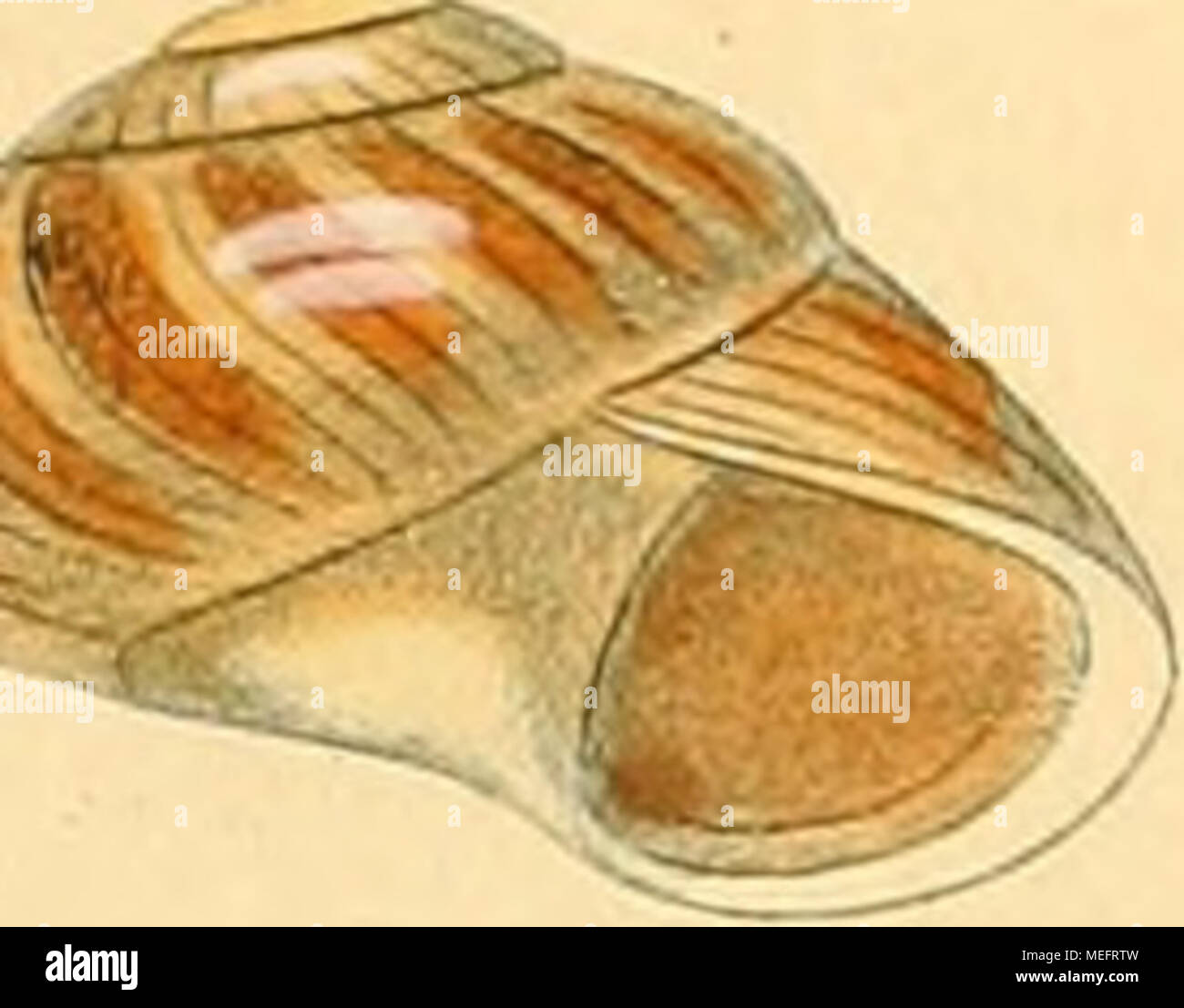 . Die Familie der Helicinidae . i^^lfe.^ ^ Stock Photo - Alamy