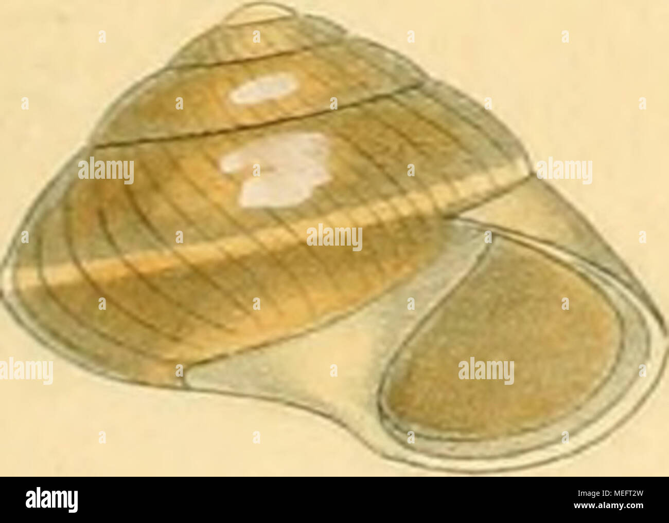 . Die Familie der Helicinidae . 24 Stock Photo - Alamy