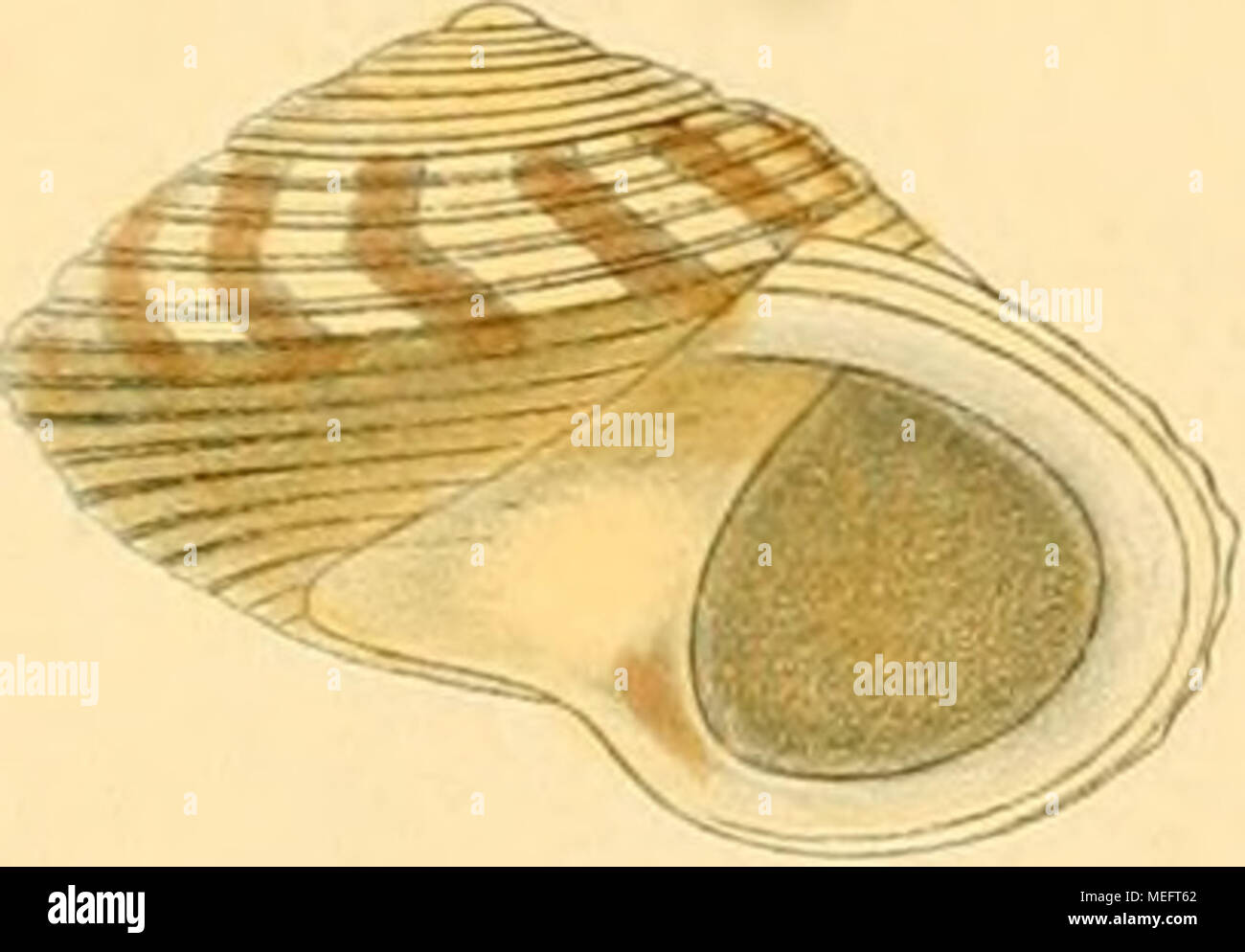 . Die Familie der Helicinidae Stock Photo - Alamy