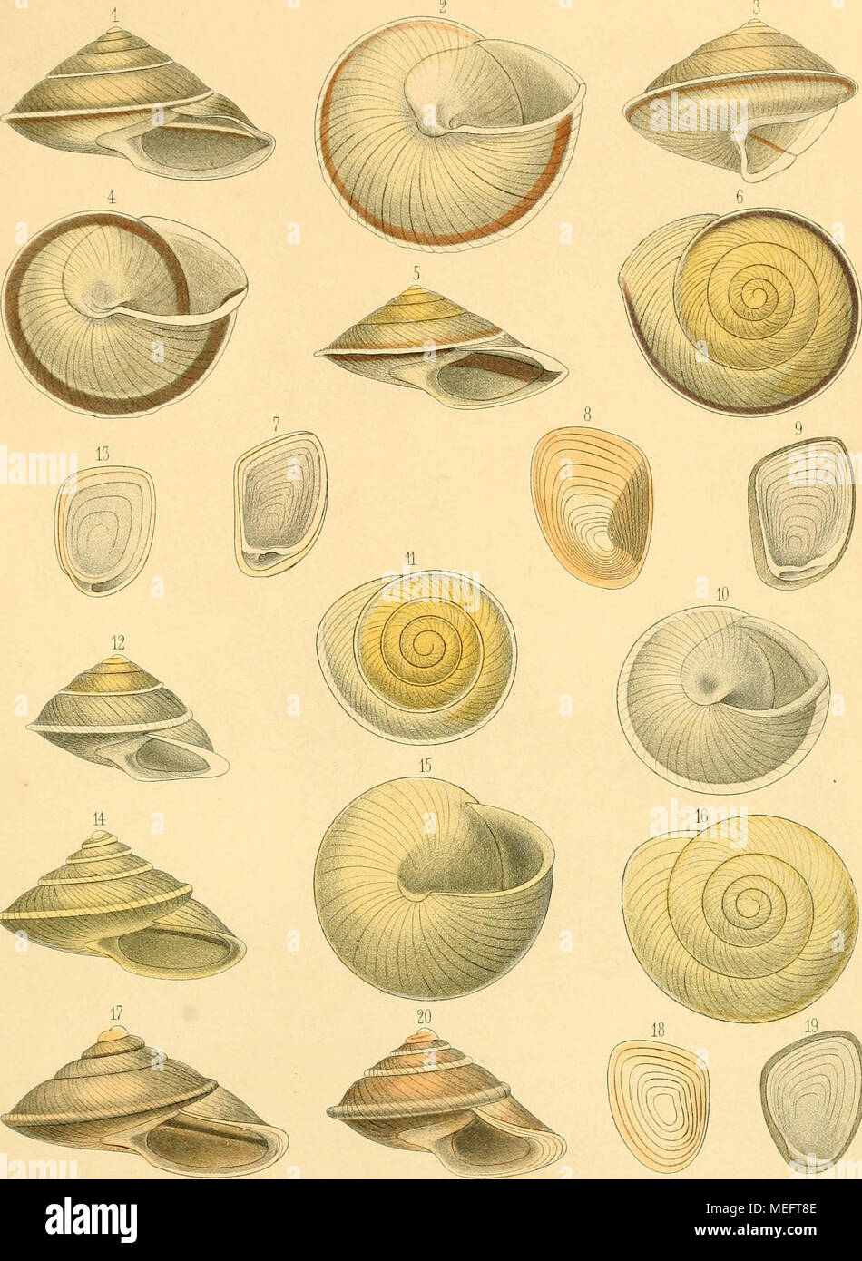 Land based gastropods hi-res stock photography and images - Alamy