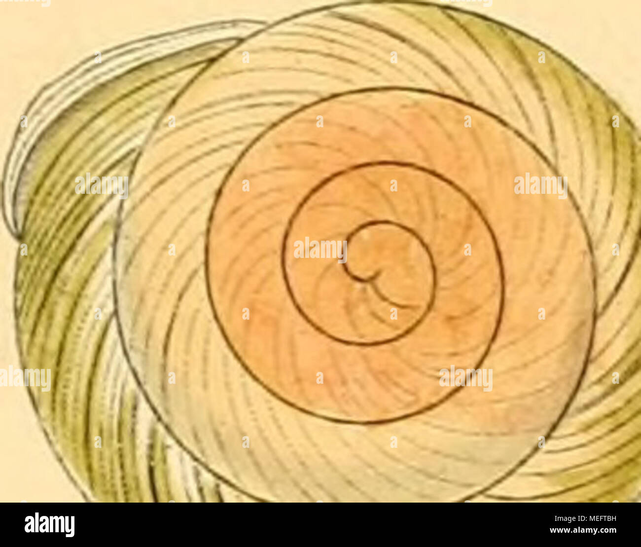 Helicinidae hi-res stock photography and images - Alamy