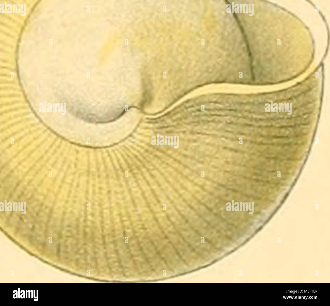 . Die Familie der Helicinidae . ^ 18 Stock Photo - Alamy