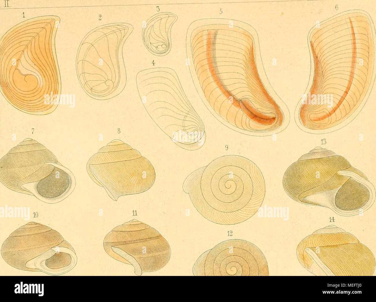 . Die Familie der Helicinidae . NA, J^' Stock Photo - Alamy