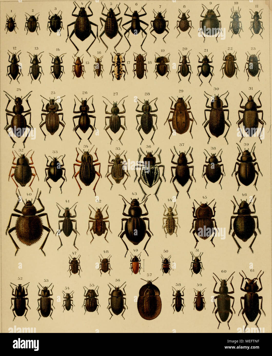 Zopherus nodulosus hi-res stock photography and images - Alamy