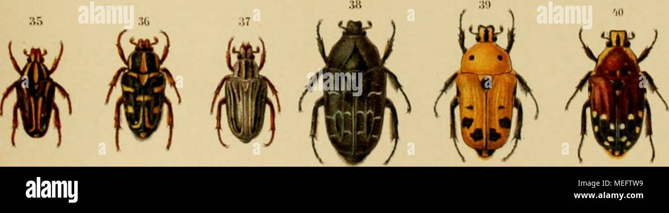 Ischiopsopha hi-res stock photography and images - Alamy