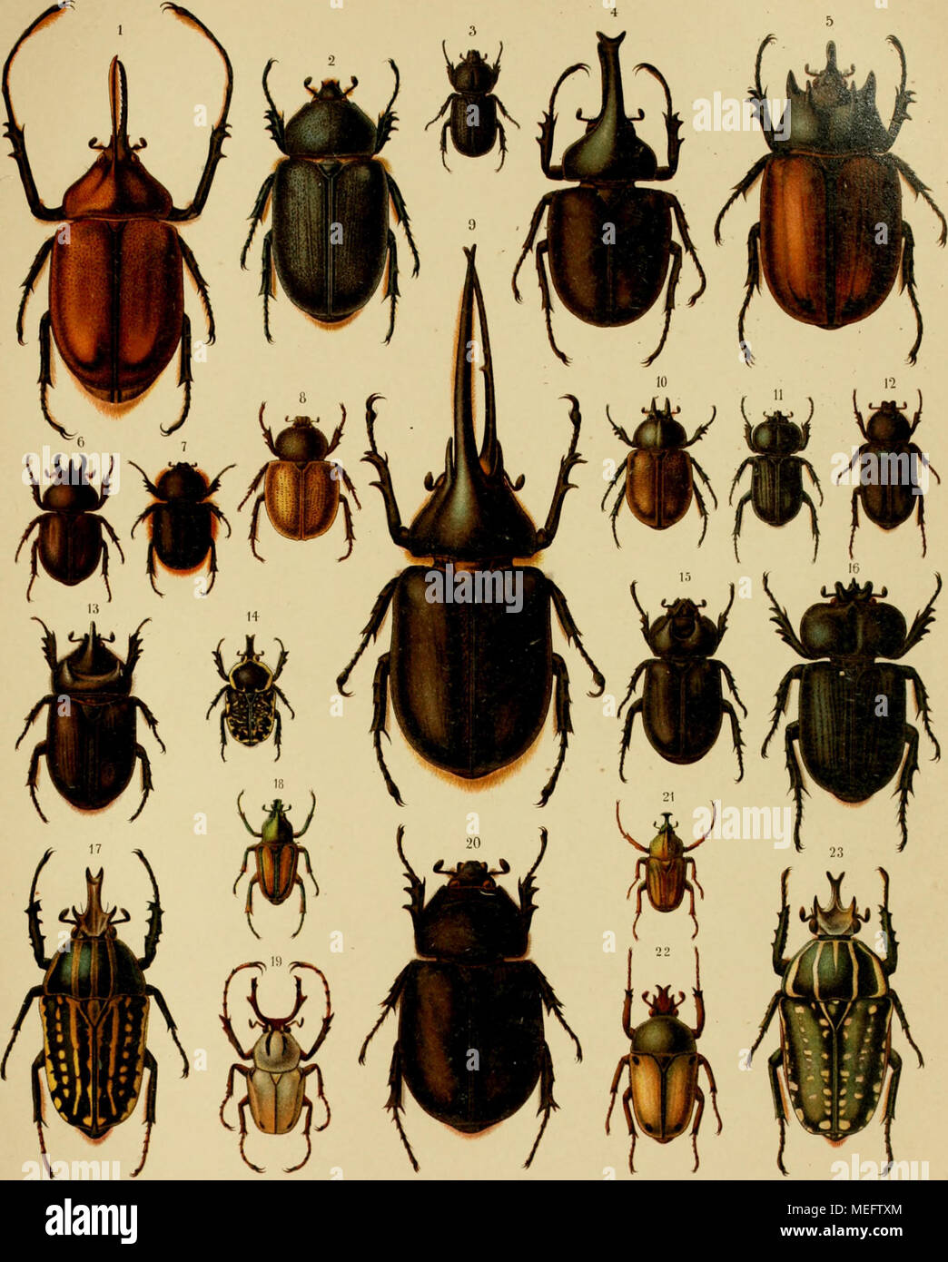 Phileurus didymus hi-res stock photography and images - Alamy
