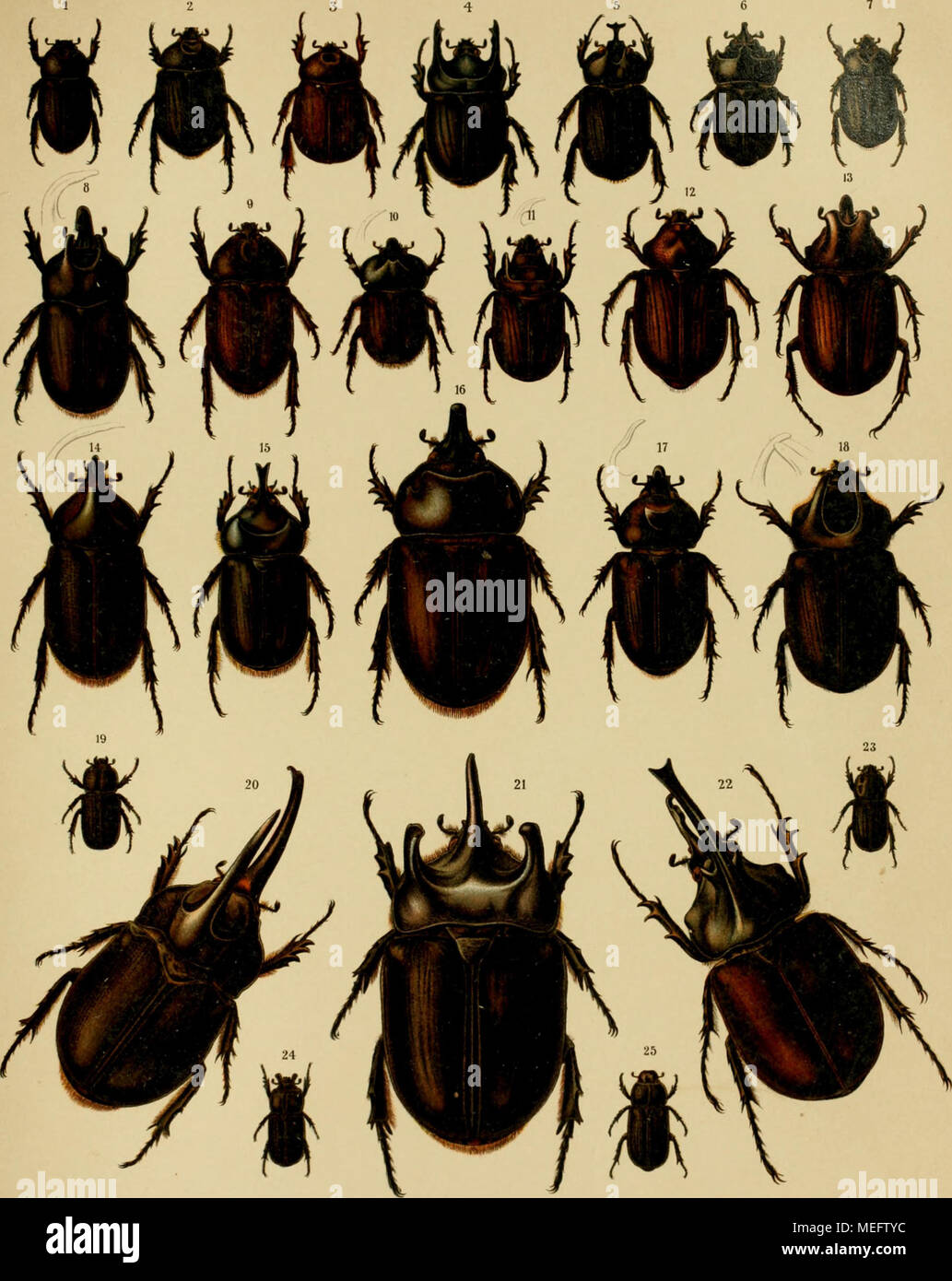 . Die exotischen Käfer in Wort und Bild . 1. Ligyrus Mainion. 2 ...