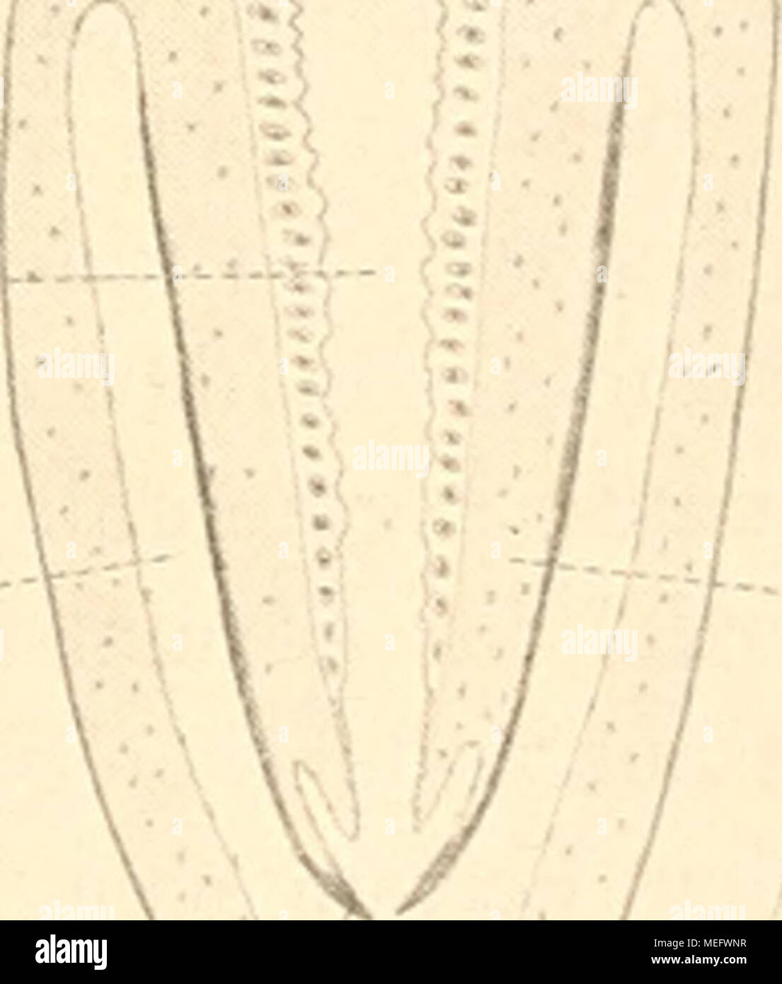 Enddarm hi-res stock photography and images - Alamy