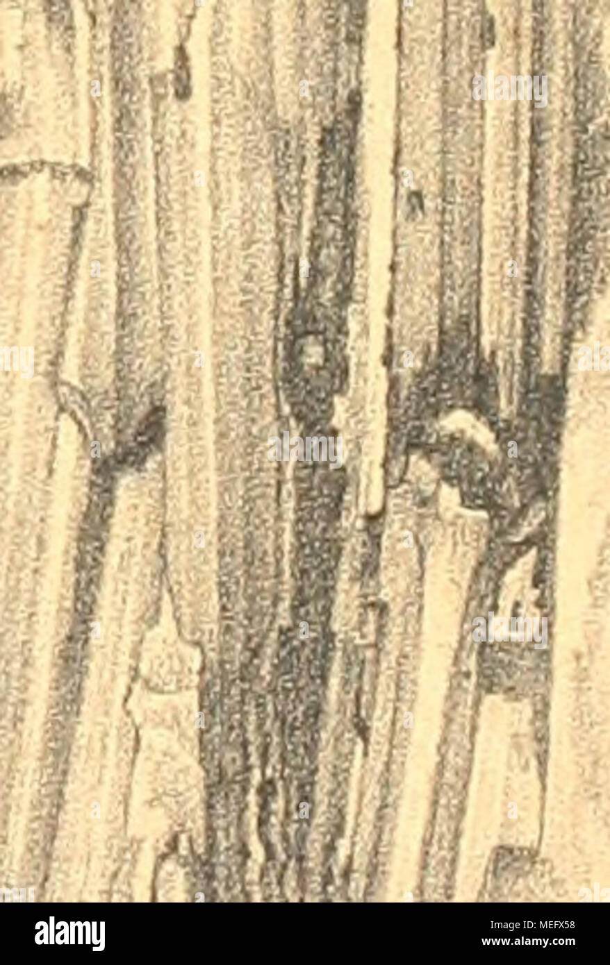 . Die Eocene Flora des Monte Promina . 0' Fi' [.illi.ii ;,vlriii .1 k k ...