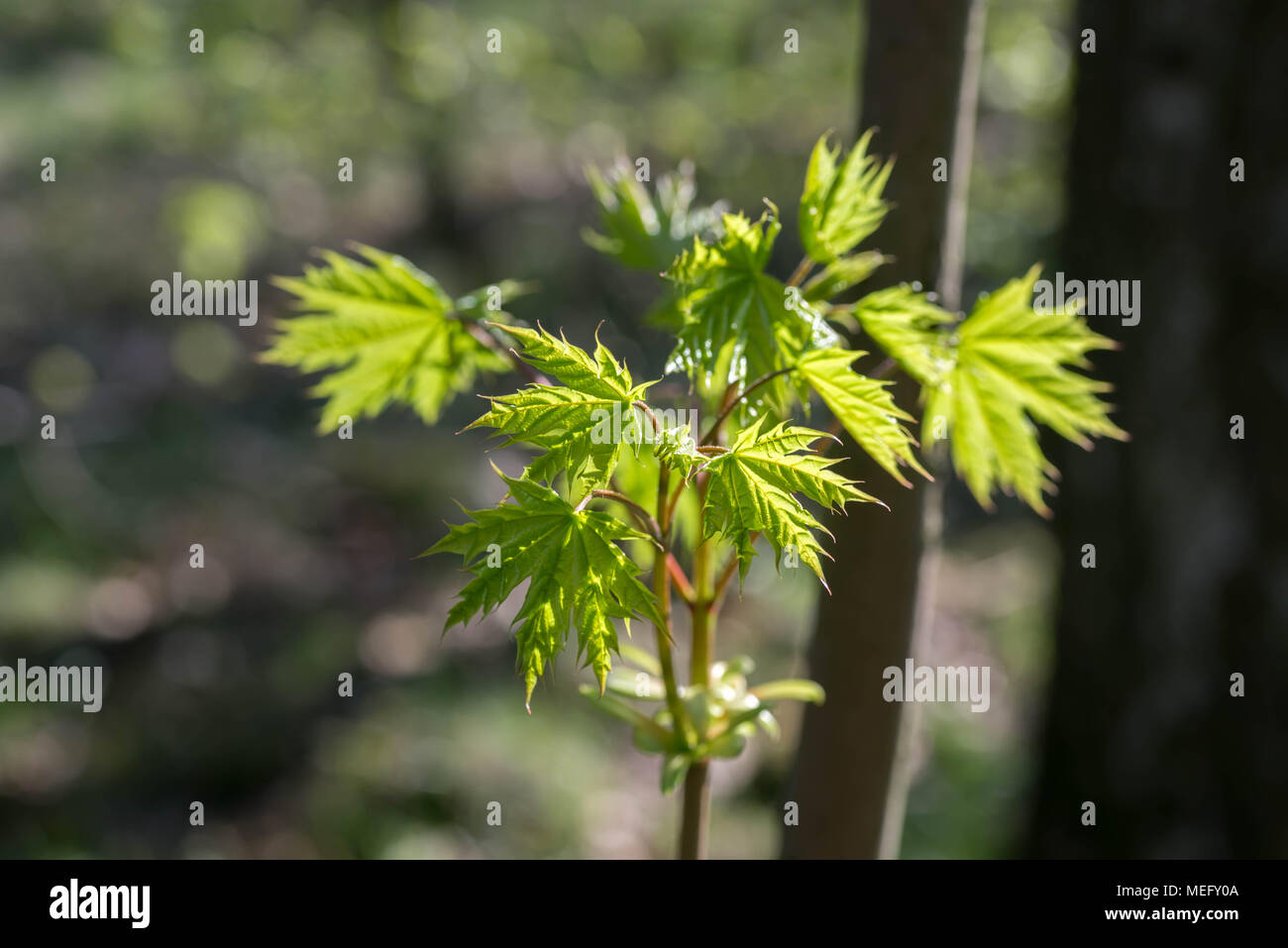 Spring young fresh maple hi-res stock photography and images - Alamy