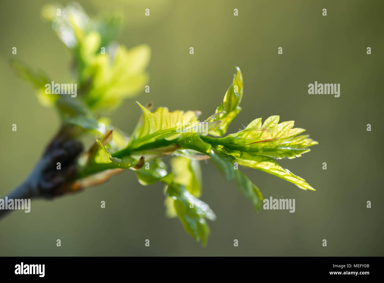fresh oak spring leaves macro Stock Photo - Alamy