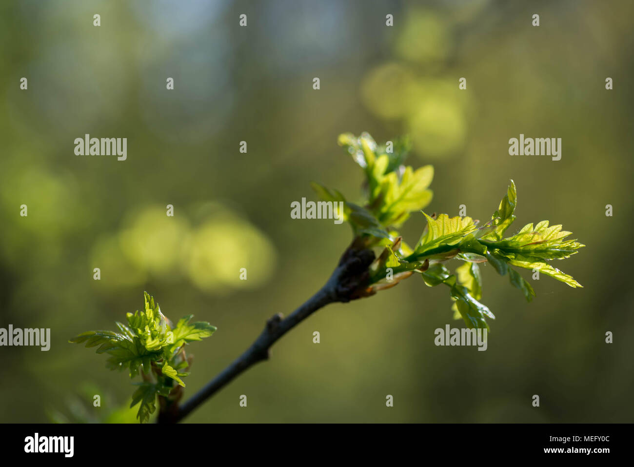 Fresh oak leaves background hi-res stock photography and images - Alamy