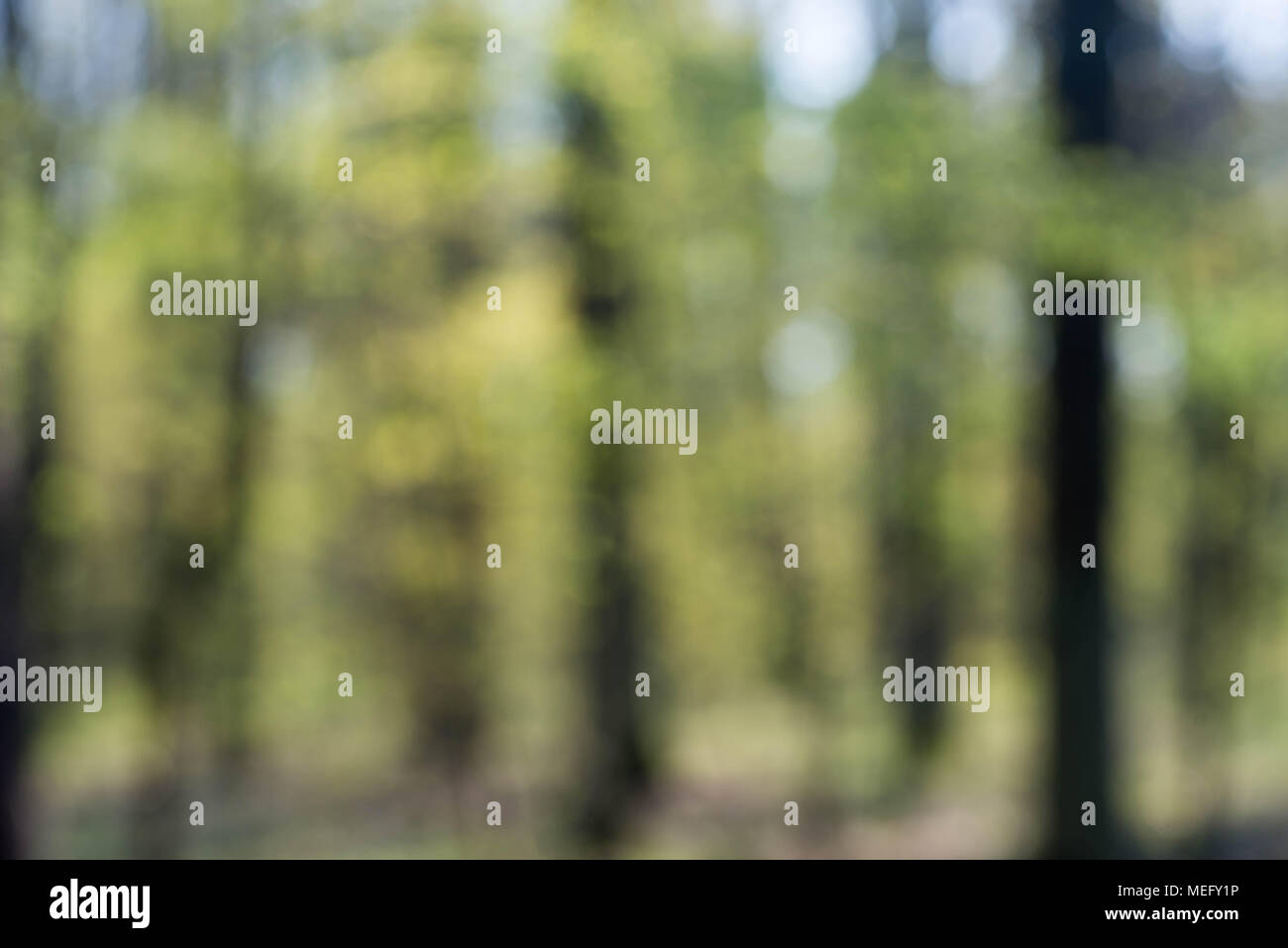 defocused spring forest background on sunny day Stock Photo - Alamy