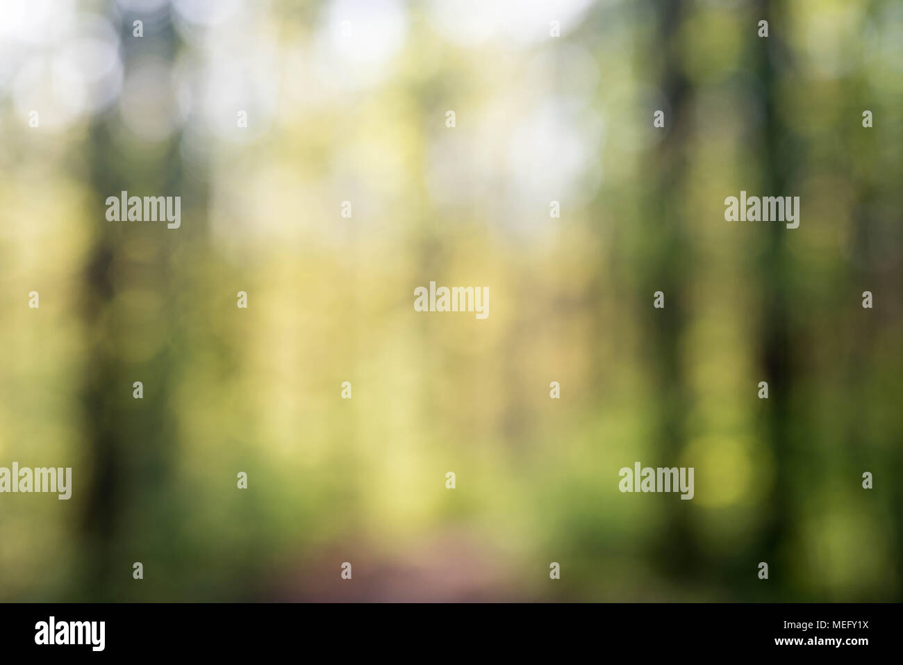 defocused spring forest background on sunny day Stock Photo - Alamy
