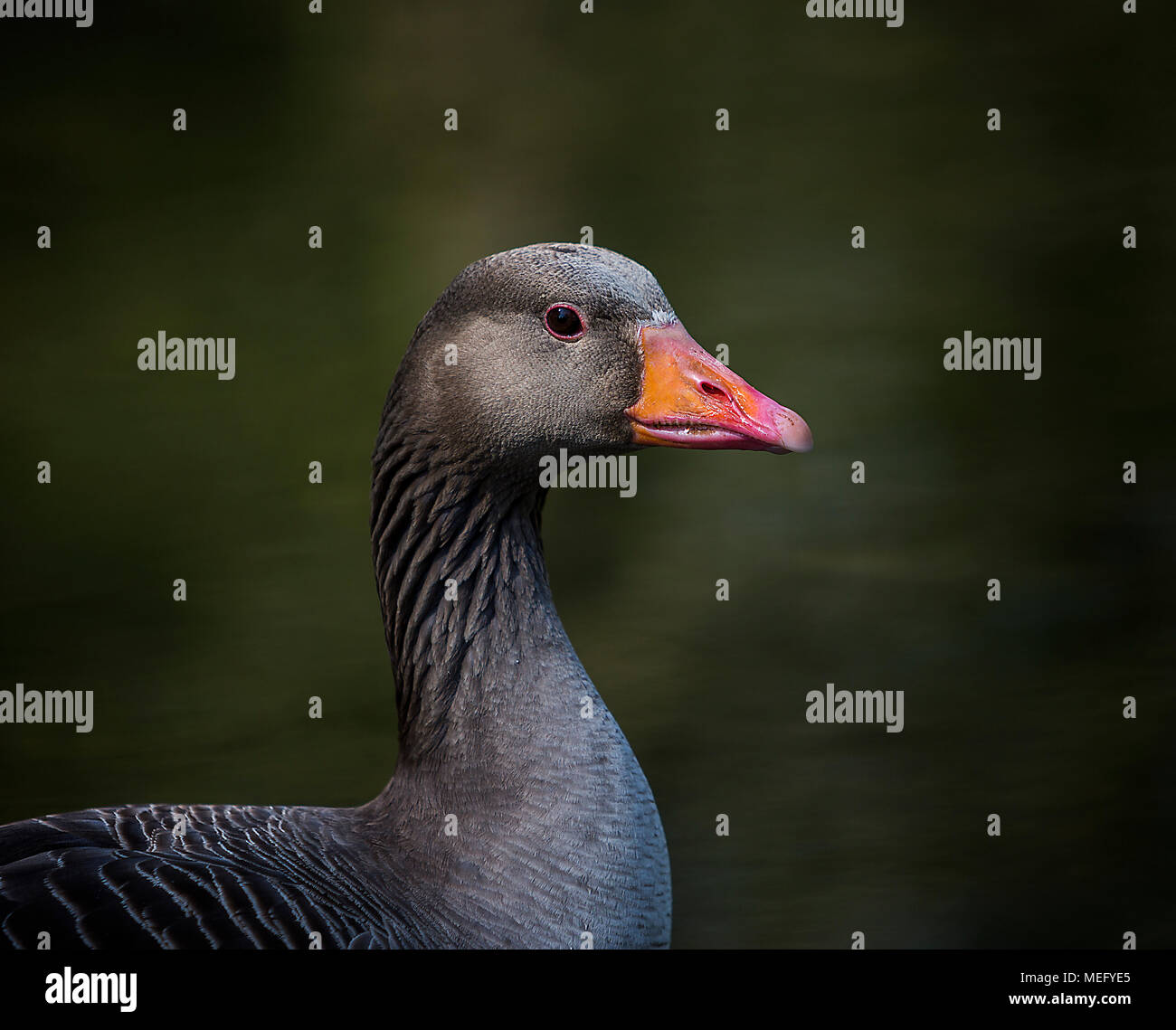 Goose with gray feathers hi-res stock photography and images - Alamy