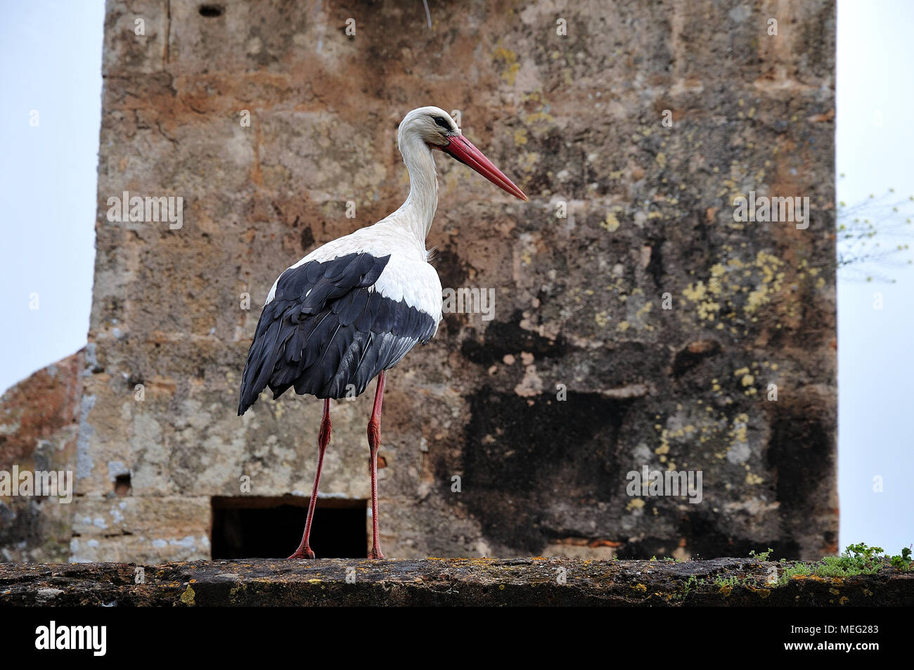 white stork on a wall Stock Photo - Alamy