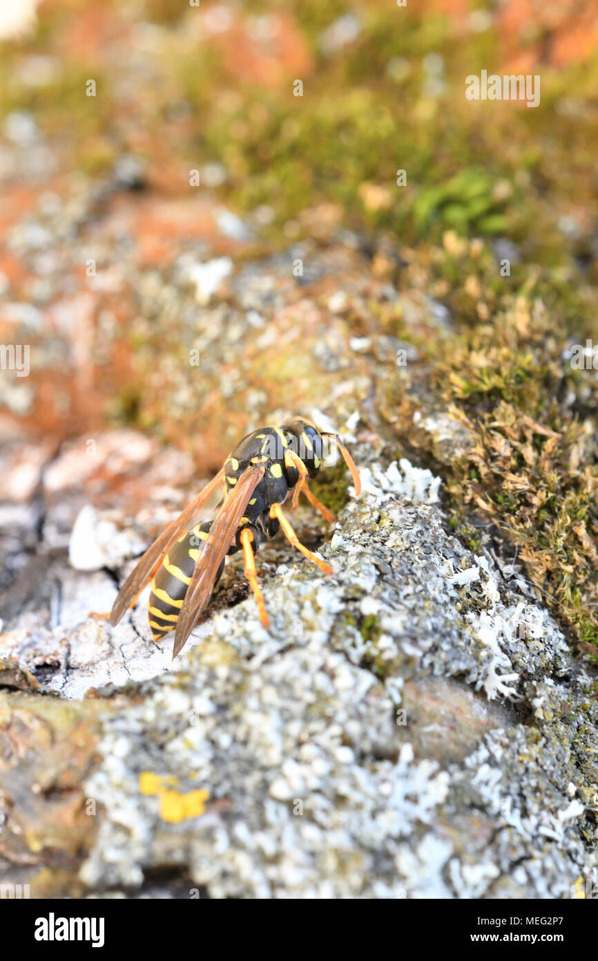 macro portrait of wasp sitting on the tree wood Stock Photo - Alamy