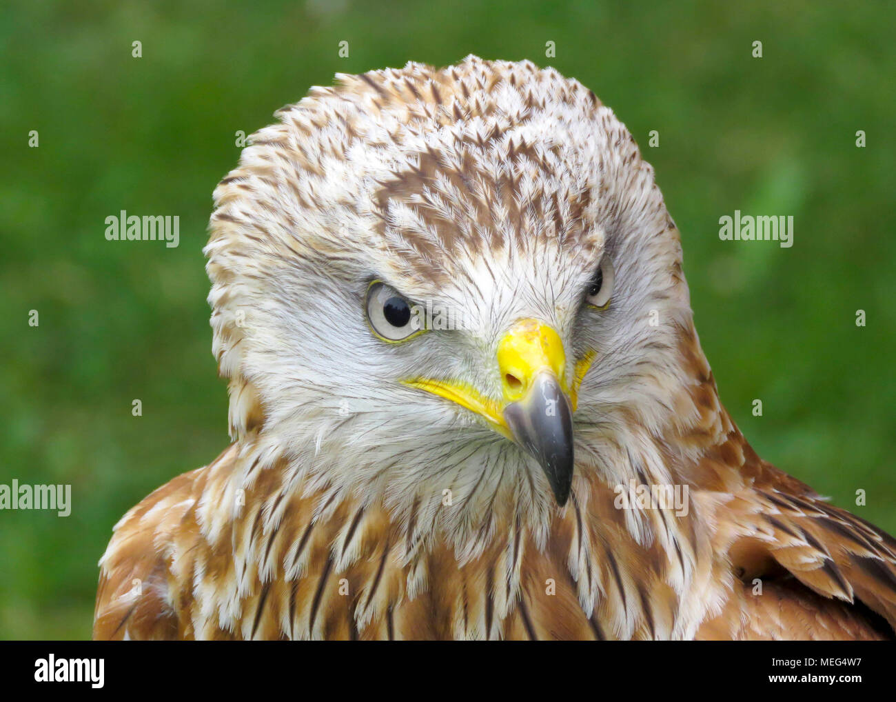 Red kite feather up close hi-res stock photography and images - Alamy