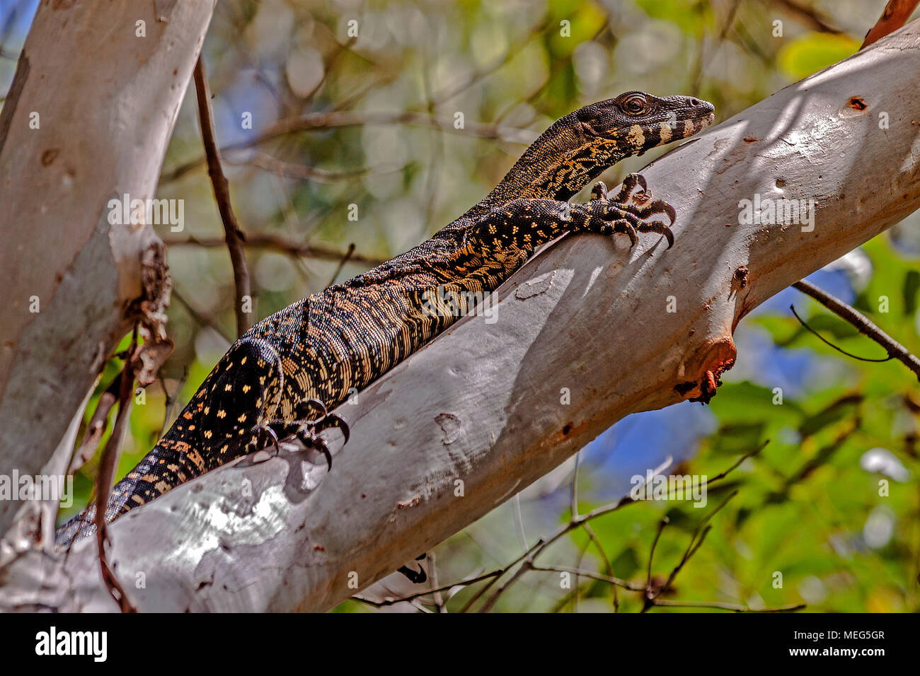 Lace monitor lizard hi-res stock photography and images - Alamy