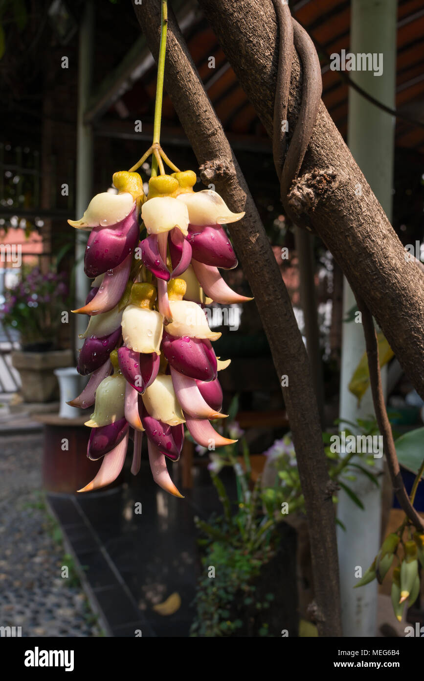 Mucuna hi-res stock photography and images - Alamy