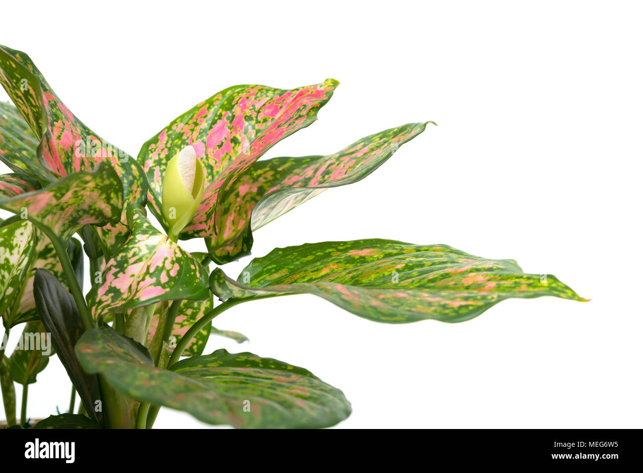 Rohdea japonica hi-res stock photography and images - Alamy